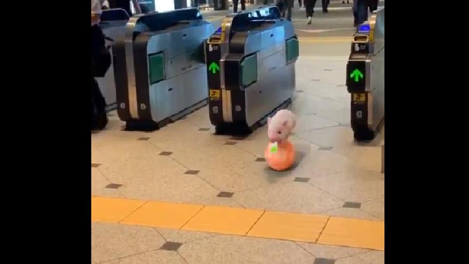 Pinky’s day out: Video of tiny ‘piglet’ balancing on a ball surprises ...