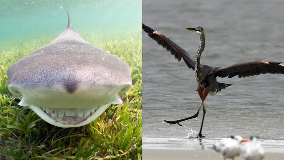 ‘Smiling’ shark to ‘dancing’ bird, these funny wildlife pictures will ...