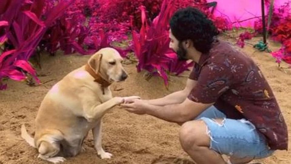 Varun Dhawan treats fans to adorable boomerang video with his furry ...