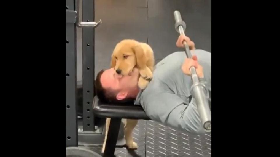Man exercises with unusual gym buddy. ‘Doing push-pups,’ say netizens ...