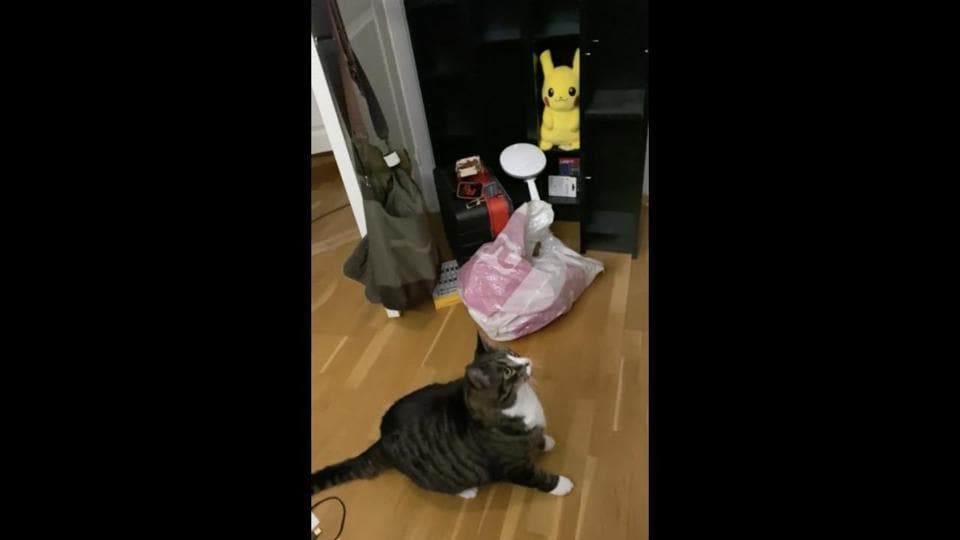 The ending of this cat’s ‘epic fail’ video has left netizens impressed ...