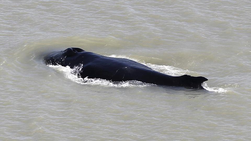 Whale lost in crocodile-infested waters finds its way back to sea ...