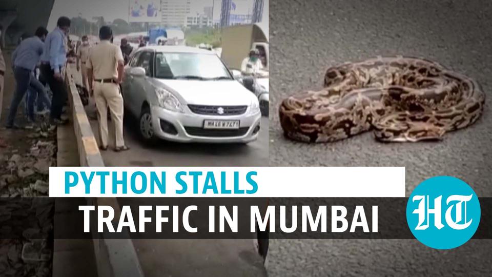 Watch: 10-ft-long python on Mumbai highway causes traffic jam, rescued ...