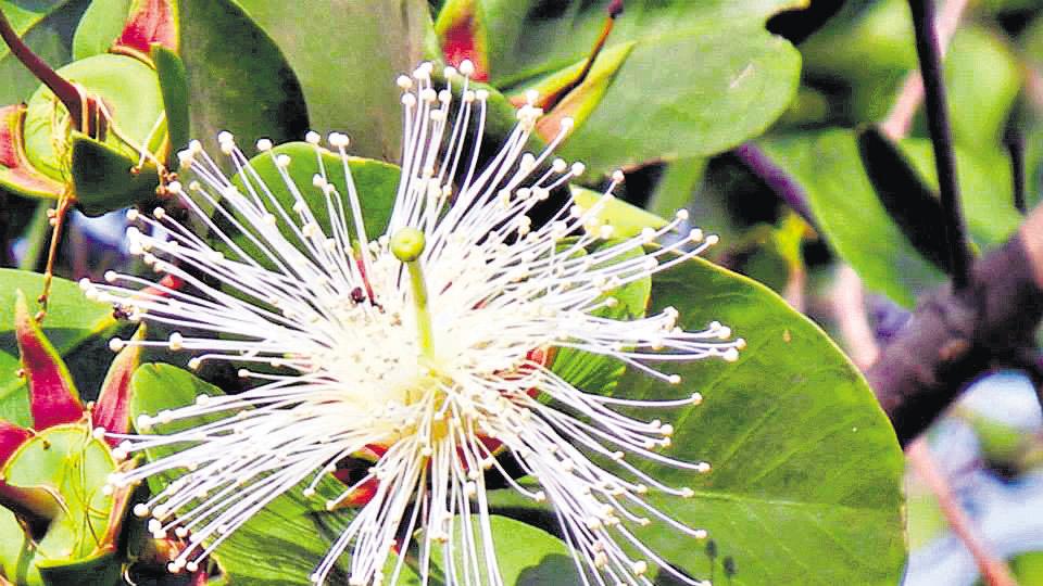 Sonneratia alba species declared state mangrove tree of Maharashtra ...