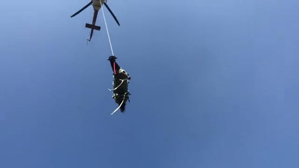 Horse trapped after falling down ravine rescue by helicopter. Watch ...