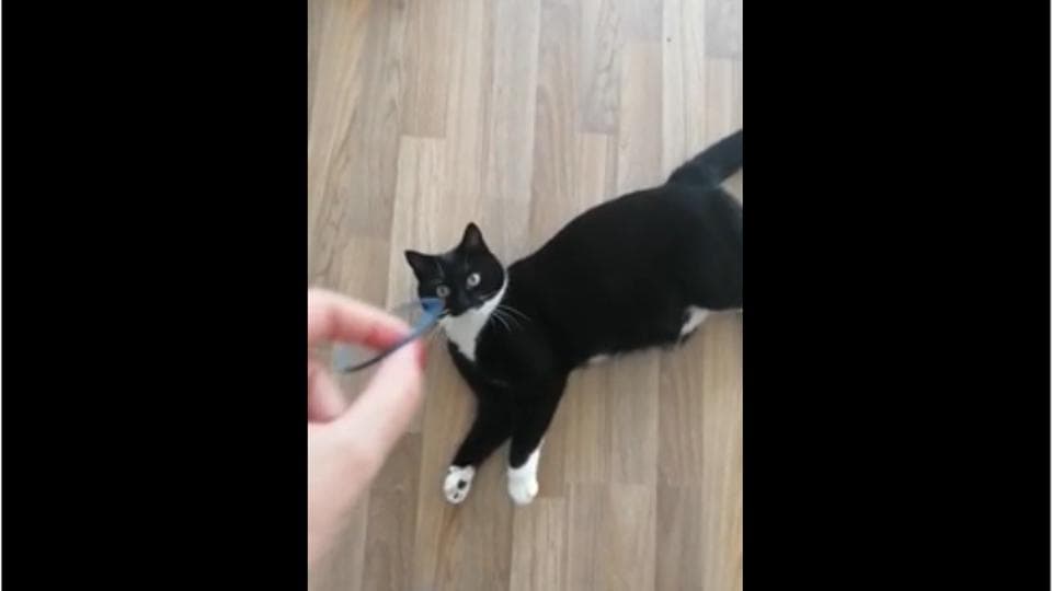 Cat’s sudden backflip will make you appreciate its true potential ...