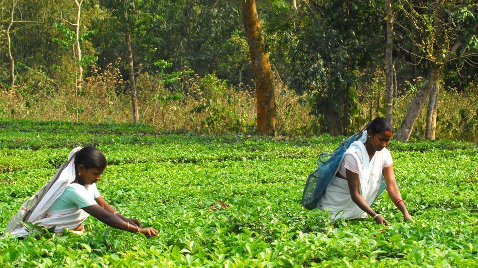 Assam launches 4 schemes to boost Covid-hit tea industry | Hindustan Times
