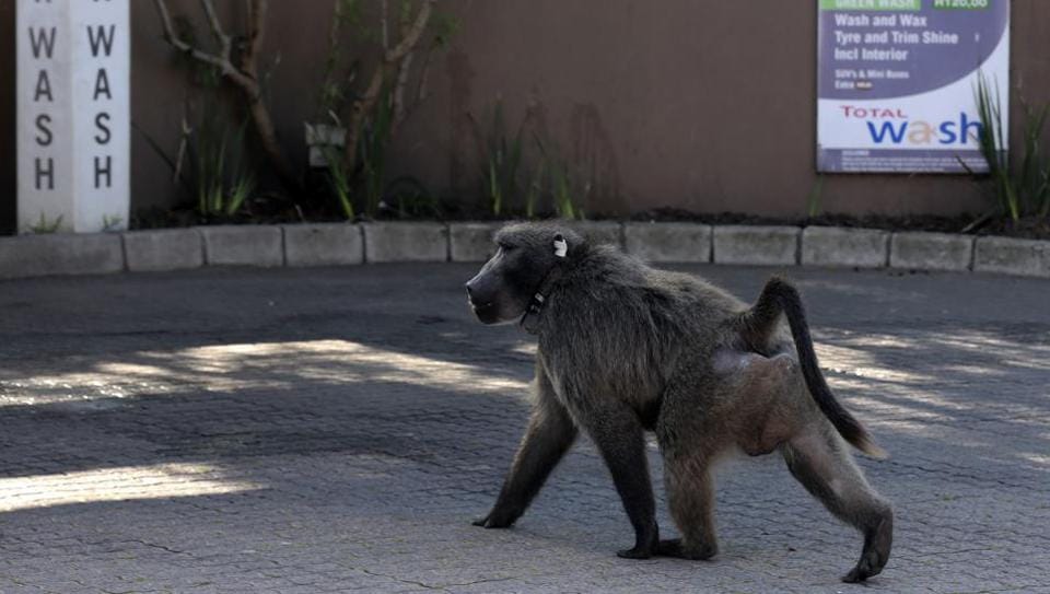 Baboon named Kataza evicted for raiding homes in Cape Town | Trending
