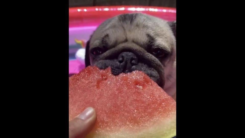 Nothing to see here, just a pooch enjoying a slice of watermelon | Trending