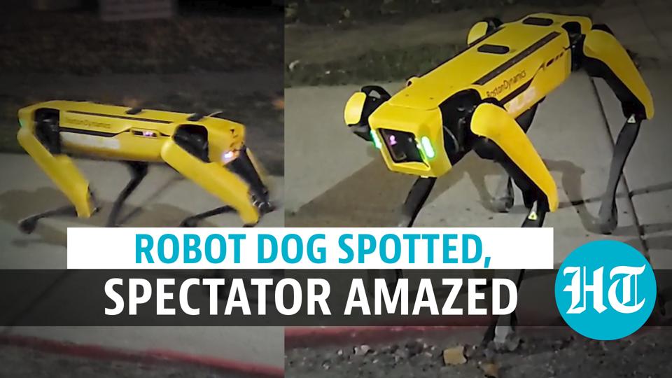 Watch: Robot dog walks around Canadian street, video goes viral ...