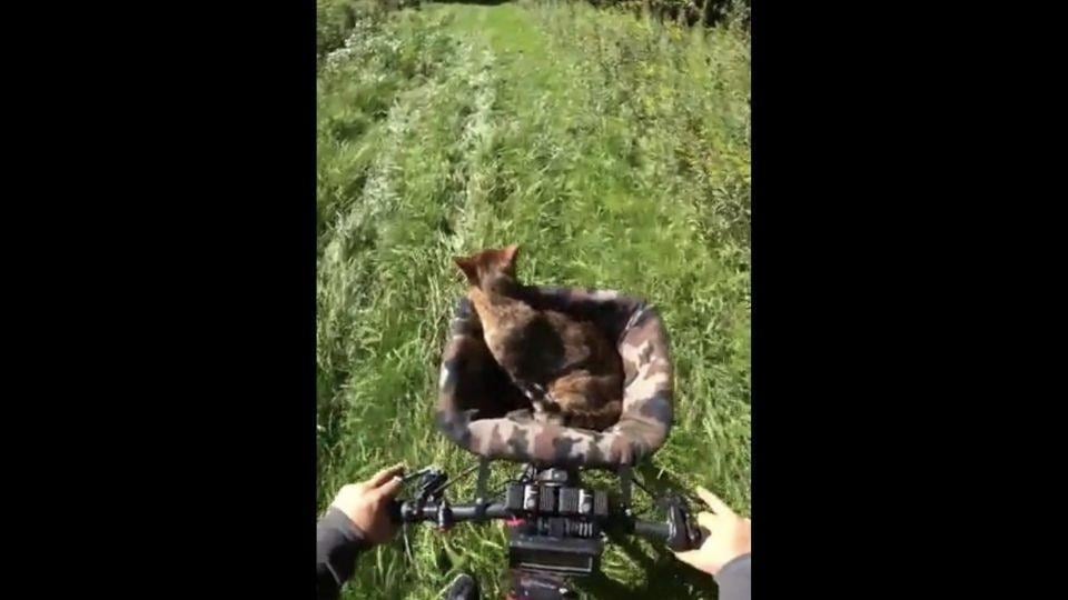 Cat’s day out: Clip of feline going on a bicycle ride with pet parent ...