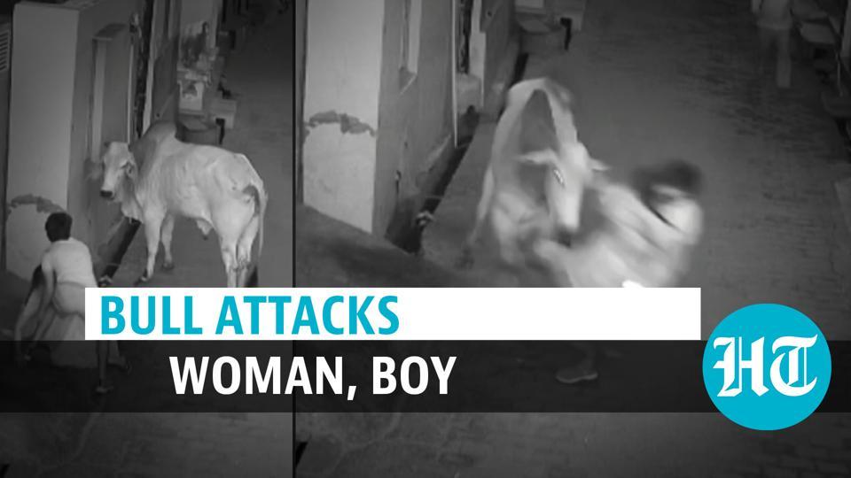Watch: Boy intervenes to save elderly woman from bull attack in Haryana ...