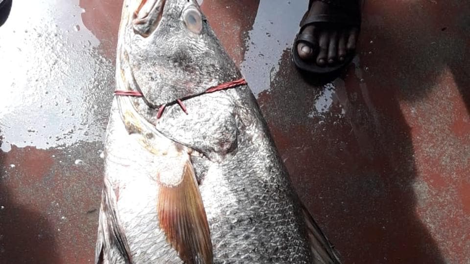 Odisha fisherman catches exotic fish, sells it for Rs 1.56 lakh | India ...