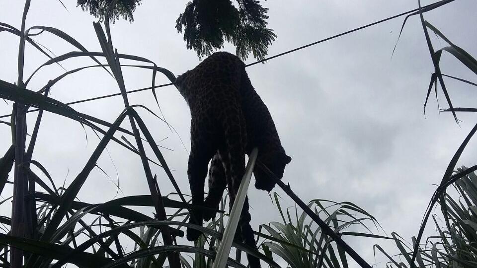 1,300 wild animals killed by electrocution in India over a decade ...