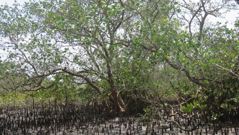 Maharashtra gets India’s first wood anatomical database for mangrove ...