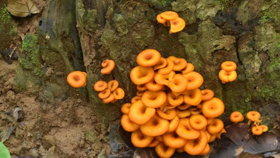 Uttarakhand forest dept identifies 34 wild mushroom species, 14 of them ...