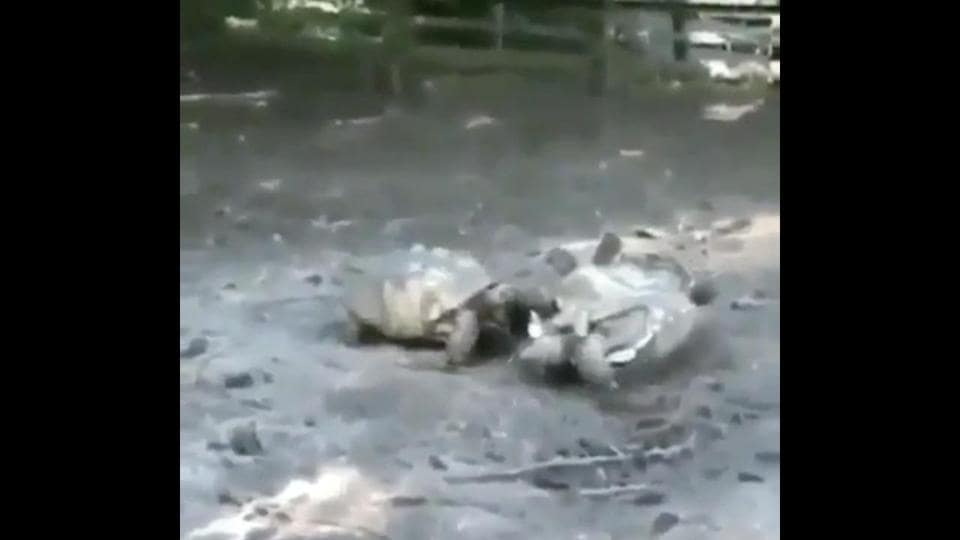 Tortoise falls on its back, another comes to help. Video shows peak ...