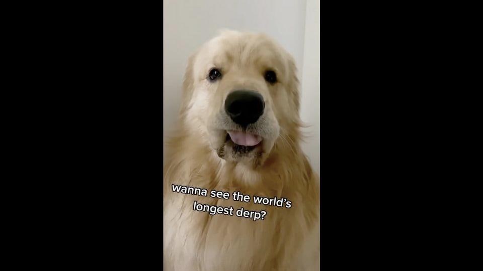 Want to see the ‘world’s longest derp’? Watch this video of Chester the ...