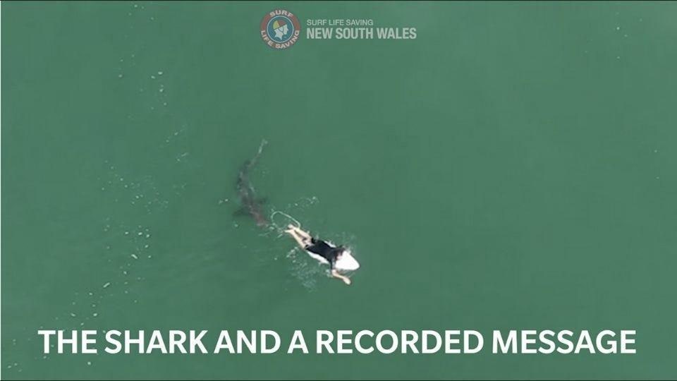 Surfer has a close encounter with a shark, gets alerted by a drone ...