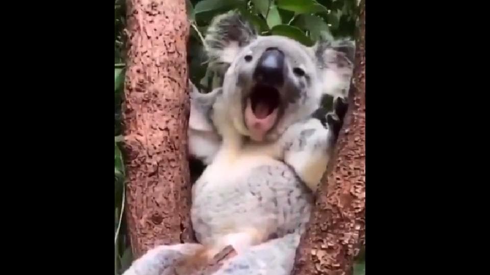 Netizens highly relate to this yawning koala. Seen the video yet ...