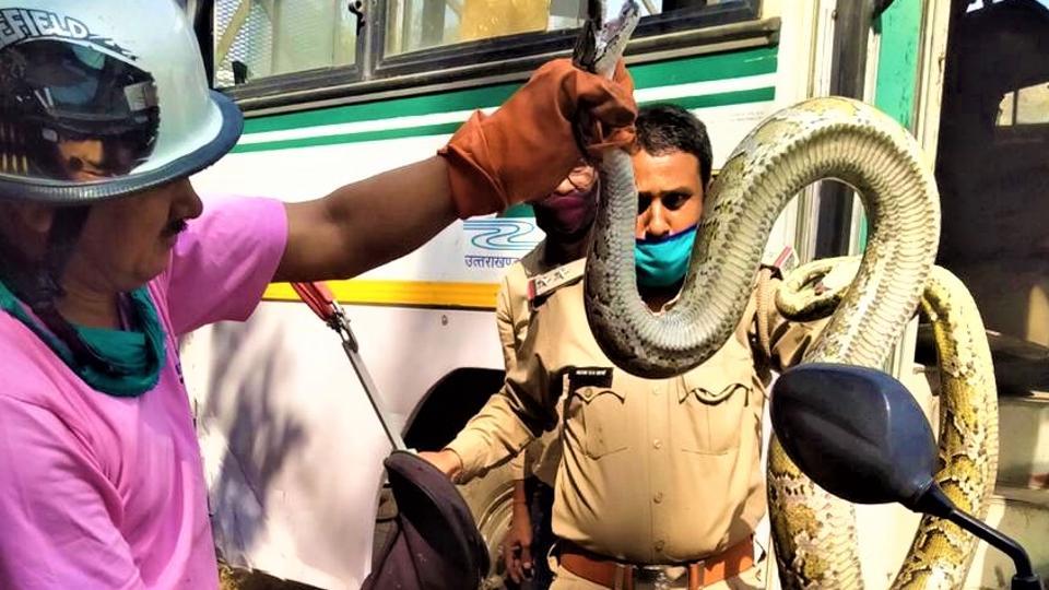 8-ft long python found in Uttarakhand roadways bus, gives mechanic ...