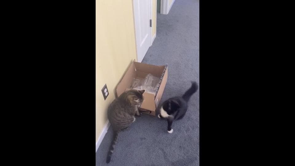 These may or may not be the coolest cat taps that you’ve ever seen ...