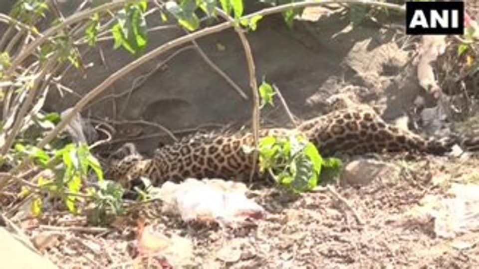 Injured leopard rescued by forest department officials after locals ...