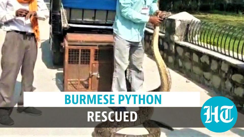 Watch: 16-feet-long Burmese python rescued by Uttarakhand Forest dept ...