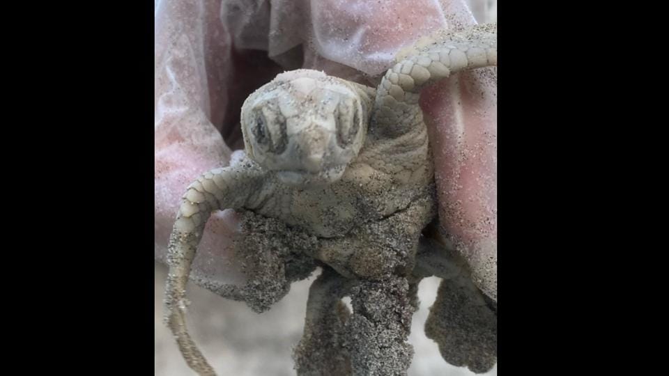 Rare baby white sea turtle spotted on South Carolina beach | Trending ...