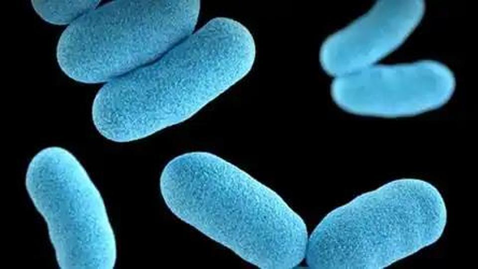Delhi lab tests for ‘bacteria-killing’ therapy | Latest News Delhi