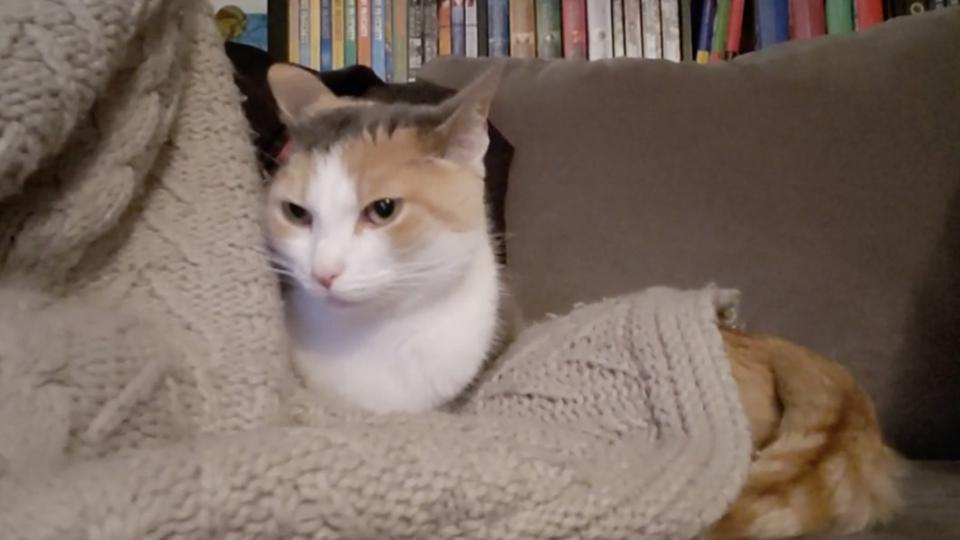 How many cats are in this video? The actual answer may surprise you ...