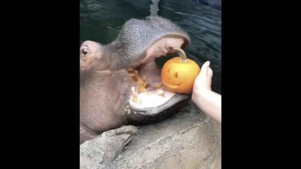 Fiona, the young hippo at Cincinnati Zoo, is bringing Halloween in by eating an entire pumpkin ...