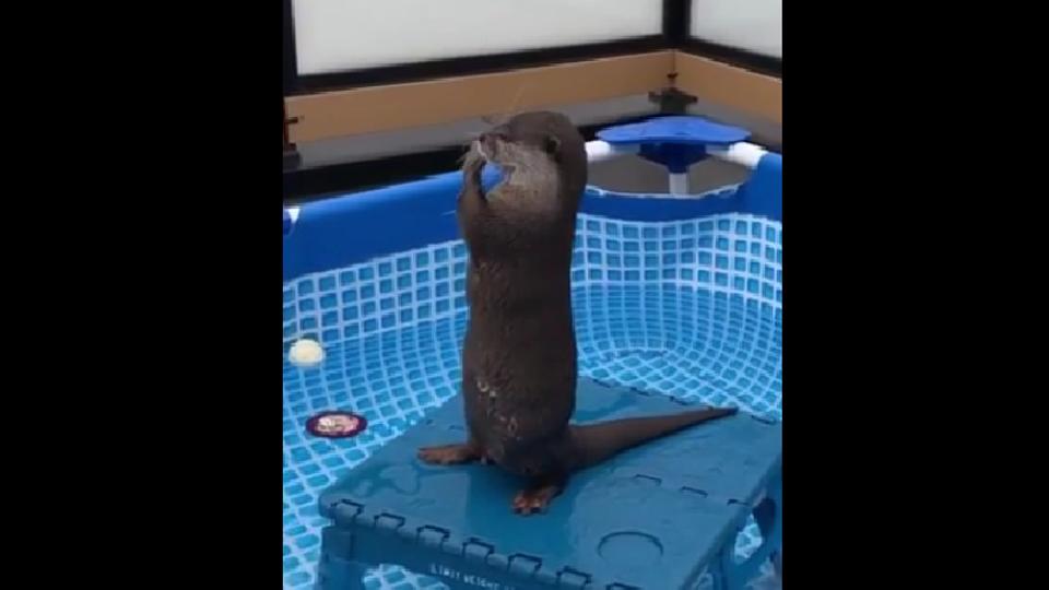 Otterly confused! Video shows otter ‘thinking hard’ before a swim ...