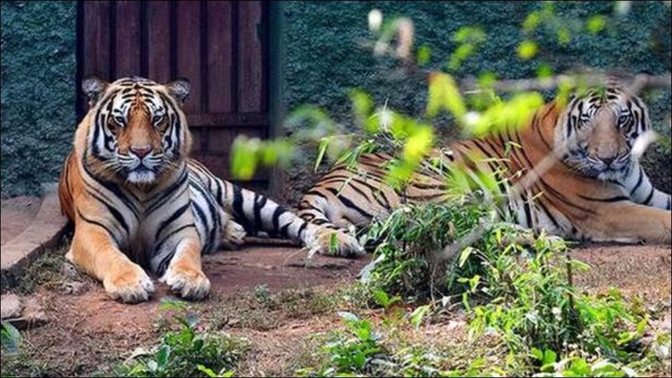 Adopt-an-Animal scheme of Bhubaneswar’s Nandankanan zoo becomes a hit ...