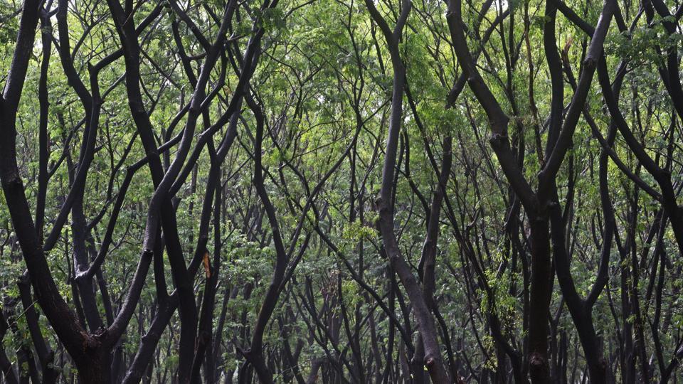 Maharashtra: 19 new species, records discovered in 2019; 2 from Aarey ...