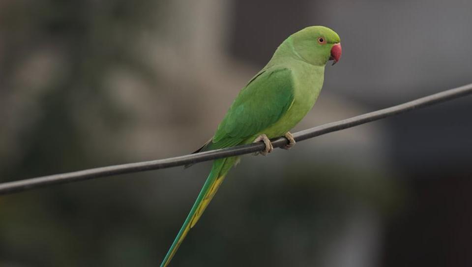 Parrot calls out owner’s name, saves him from house fire in Australia ...
