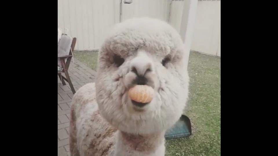 Eating ‘whole foods’ means something different for Alfie, the alpaca ...