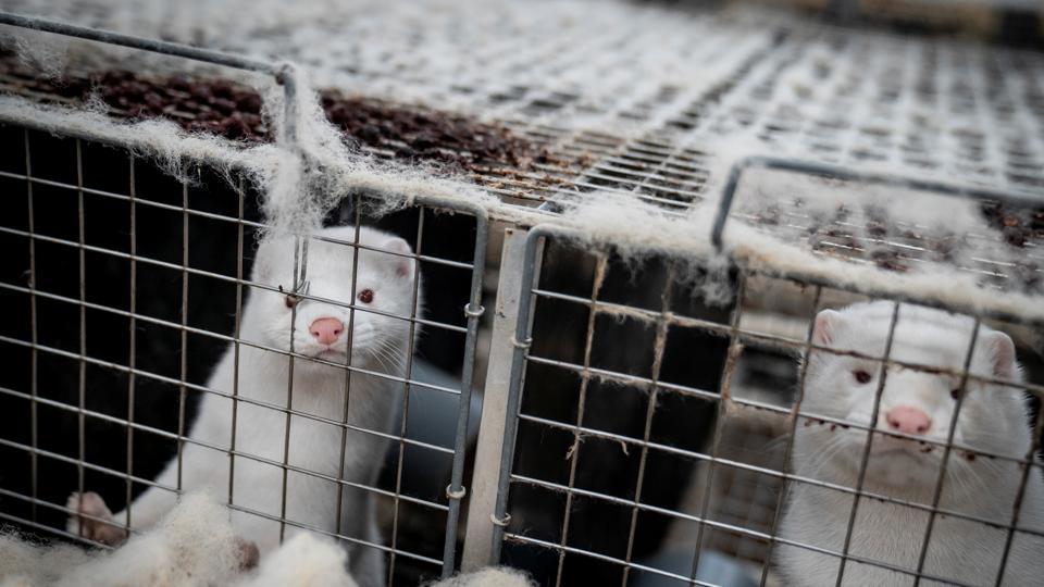 Covid-19 raises serious questions for Denmark’s mink farmers | World News