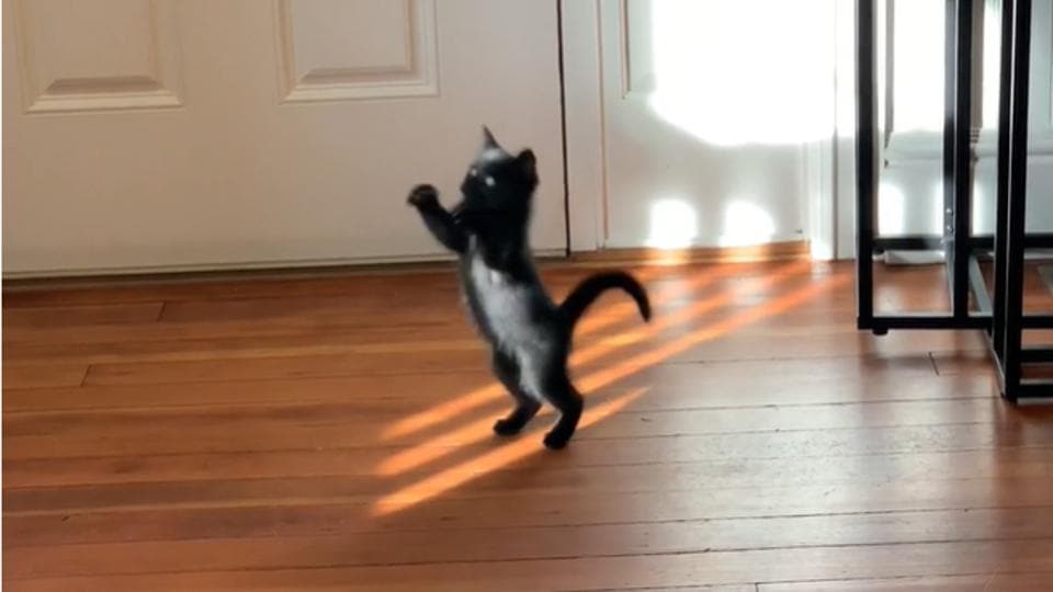 Kitten takes on ‘light monster’ in this hilarious video. Watch | Trending