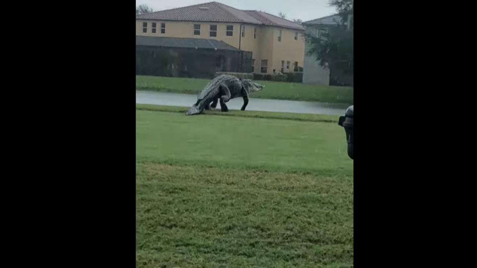 ‘That’s a crocosaurus’: Huge alligator spotted on Florida golf course ...