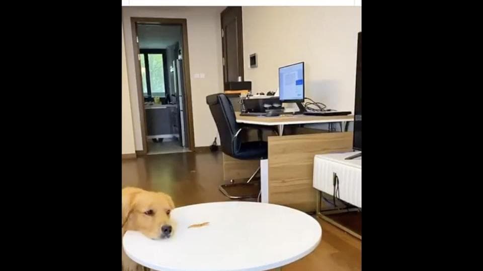 Smart doggo wins ‘patience test’ in the most pawfect manner, ends up ...