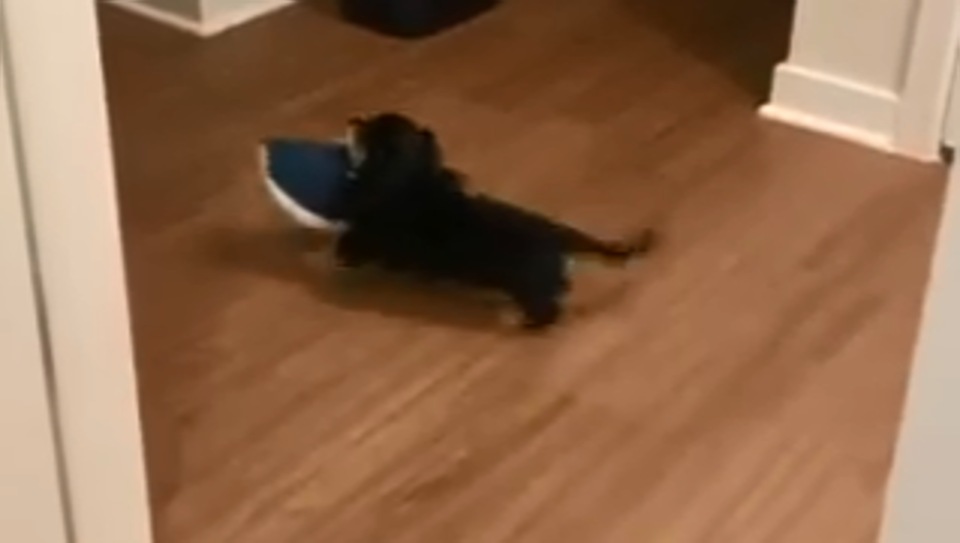 This ‘sneakiest shoe stealer on the planet’ is probably the cutest too ...