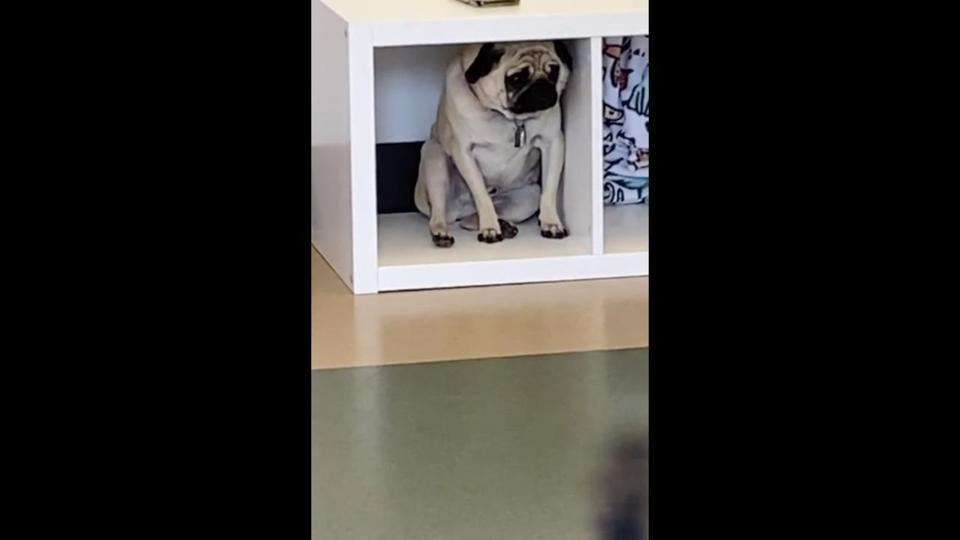 You may relate to this doggo if you’re an introvert. Watch | Trending