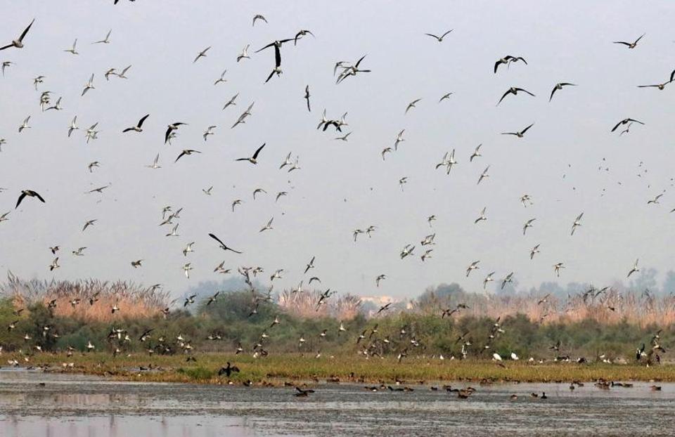 Bird watchers rejoice as winged guests fly into Haryana | Hindustan Times