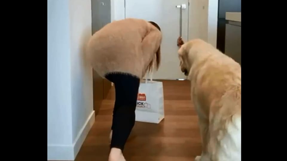 Human pretends to be scared, dog gets into protection mode. Video may ...