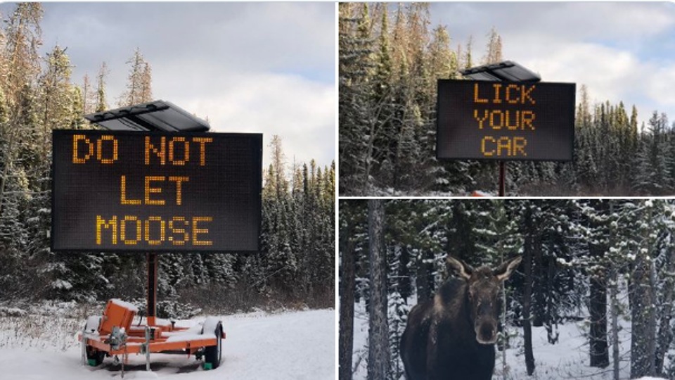 Authorities in Canada warn people not to let moose lick their cars ...