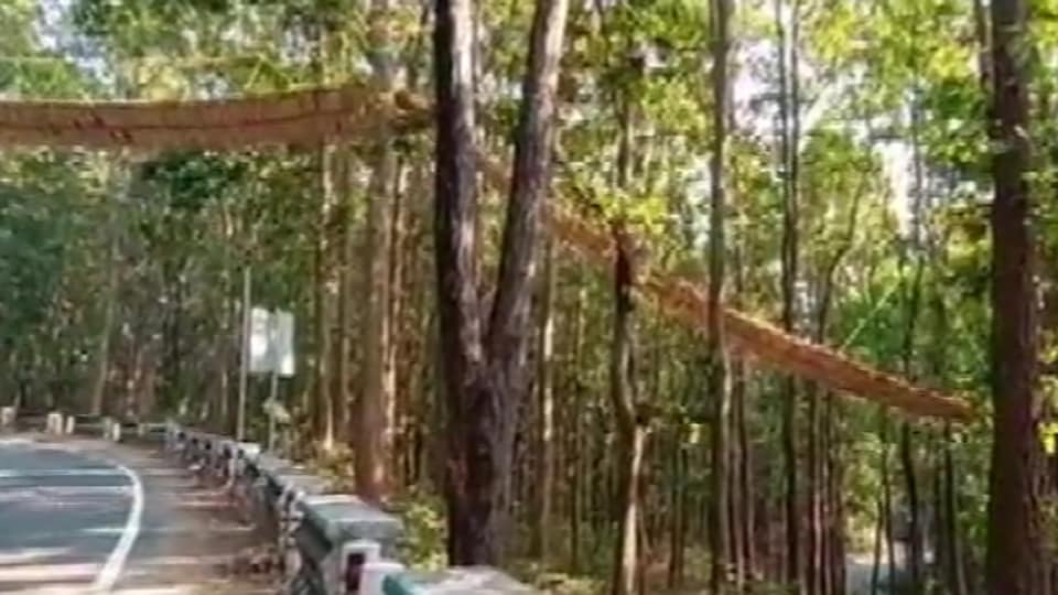 First eco-bridge for small animals built in Uttarakhand | Trending