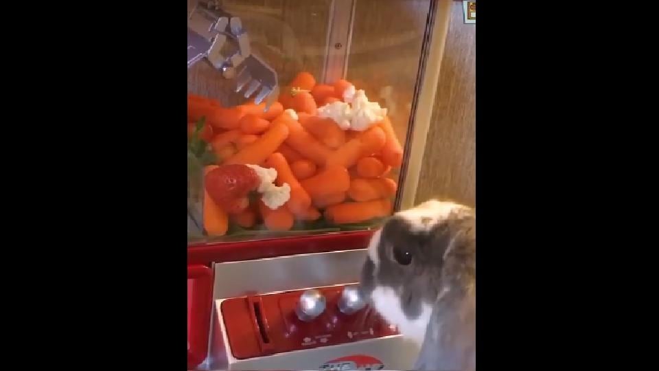 Meet Bini the bunny who just loves his arcade machine. Watch | Trending