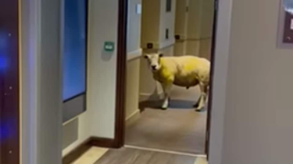 Video of sheep inside a hotel in UK leaves people in splits. Watch ...