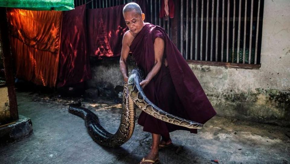 Myanmar monk creates refuge for snakes ranging from pythons to cobras ...